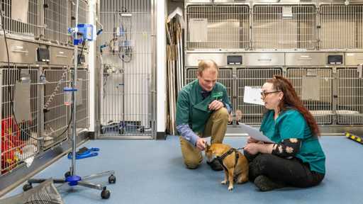 Operating Theatres | Pet surgery | Apex Vets in Denny